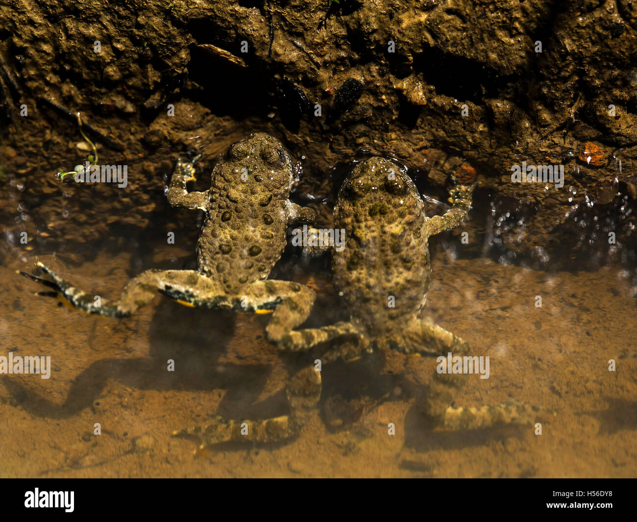 Frogs in water hi-res stock photography and images - Alamy