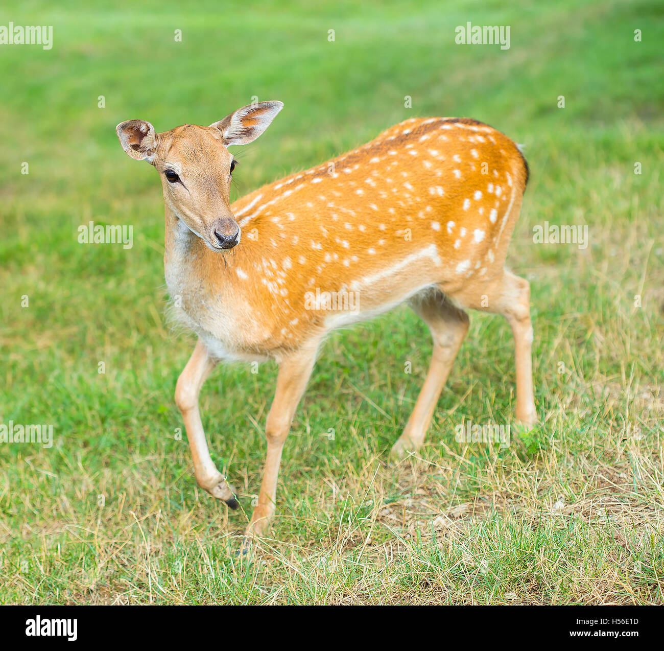 Young deer hind looking around Stock Photo - Alamy
