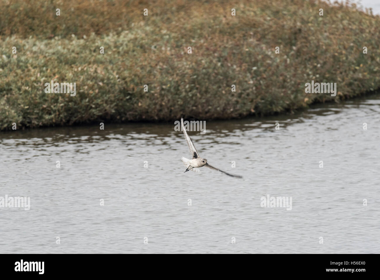 A Grey Plover flying Stock Photo - Alamy