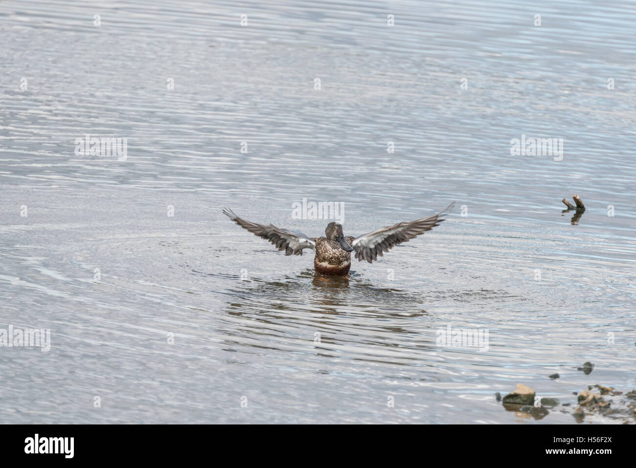 A Shoveler duck wing flapping Stock Photo - Alamy