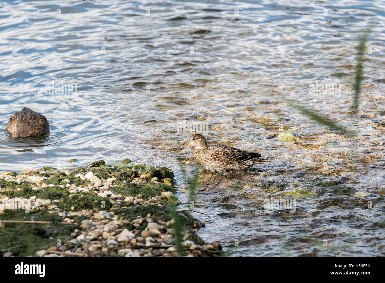 A foraging Teal Stock Photo - Alamy
