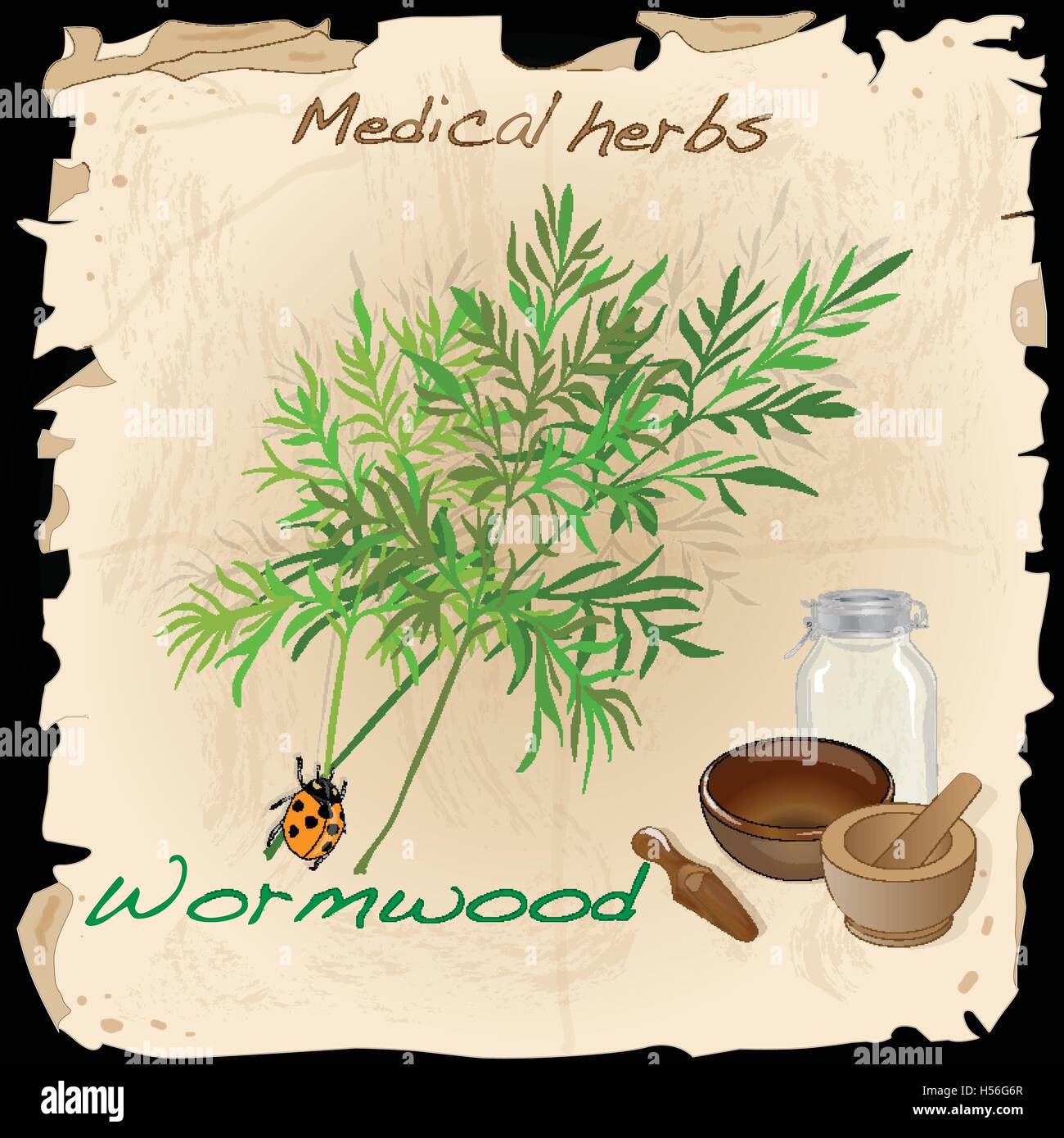 Wormwood. Medical Herb. Vector illustration Stock Vector Image & Art ...