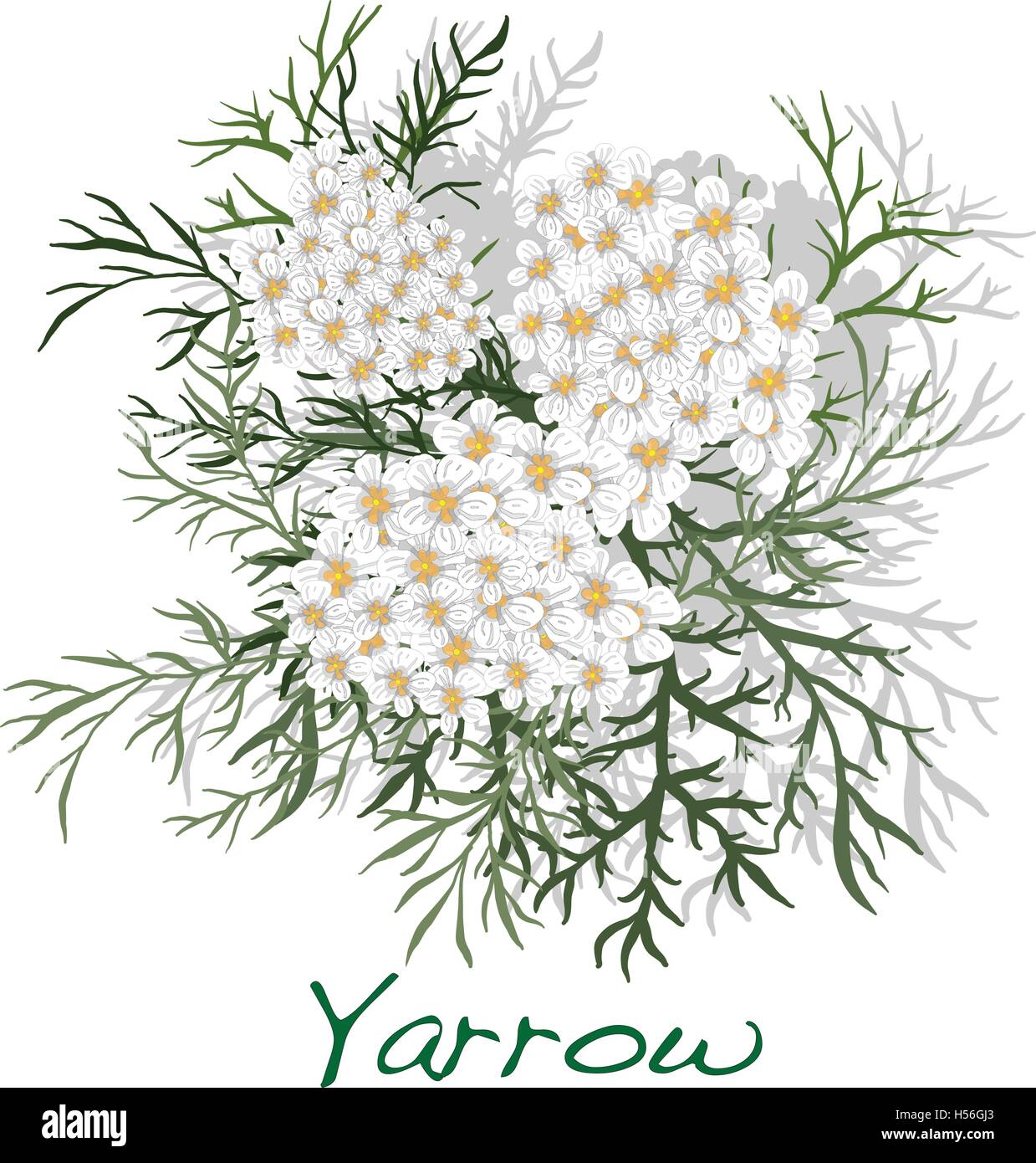 Yarrow. Medical Herb. Vector illustration isolated Stock Vector Image ...