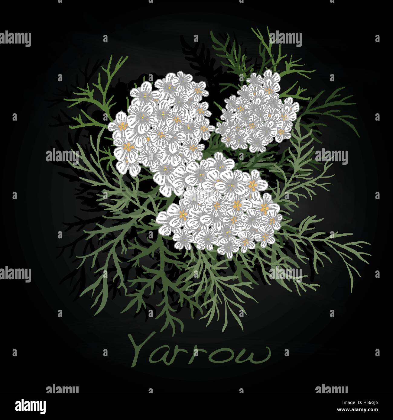 Yarrow. Medical Herb. Vector illustration isolated Stock Vector Image ...