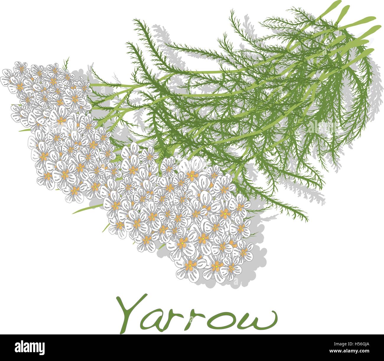 Yarrow. Medical Herb. Vector illustration isolated Stock Vector Image ...