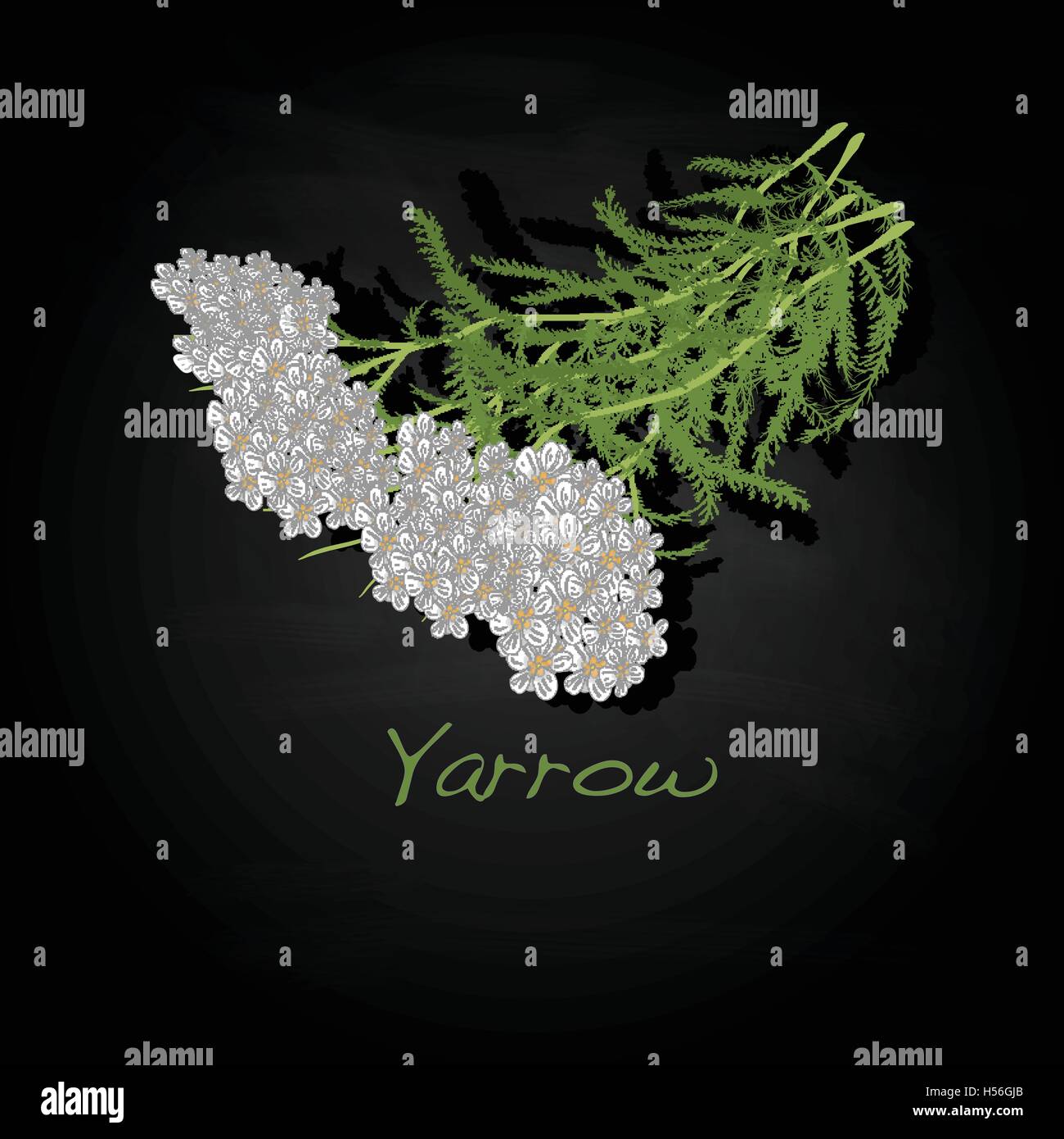 Yarrow. Medical Herb. Vector illustration isolated Stock Vector Image ...