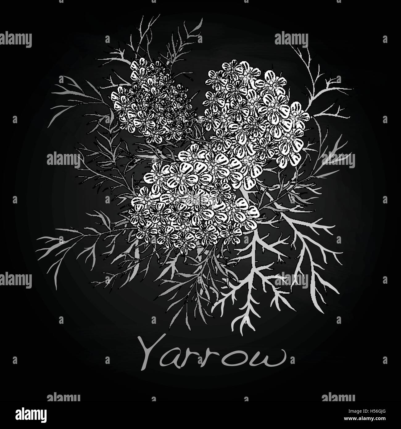 Yarrow. Medical Herb. Vector illustration isolated Stock Vector Image ...