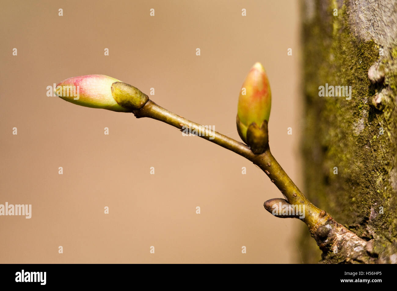 Leafy buds hi-res stock photography and images - Alamy