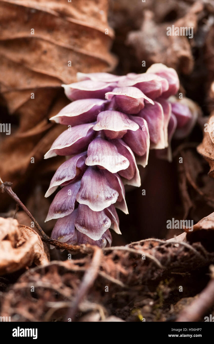 Common toothwort (Lathraea squamaria Stock Photo - Alamy