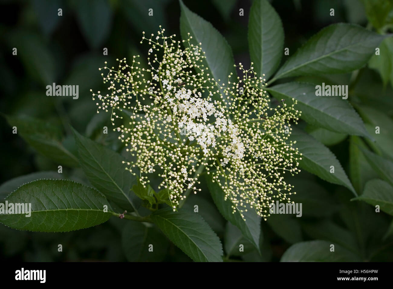 Plants sambucus hi-res stock photography and images - Alamy