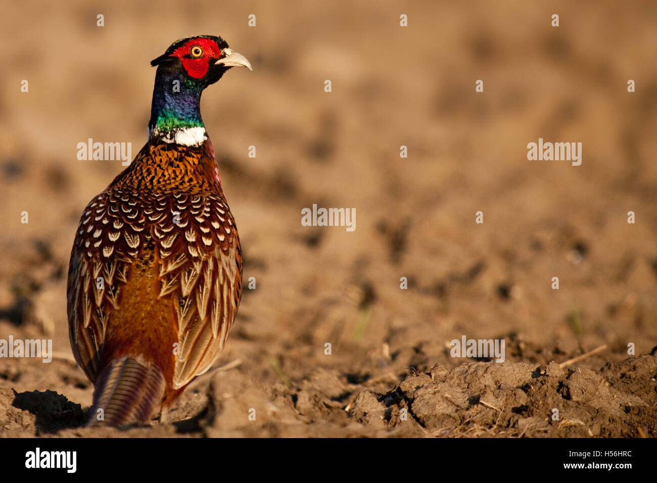 Male pheasant hi-res stock photography and images - Alamy