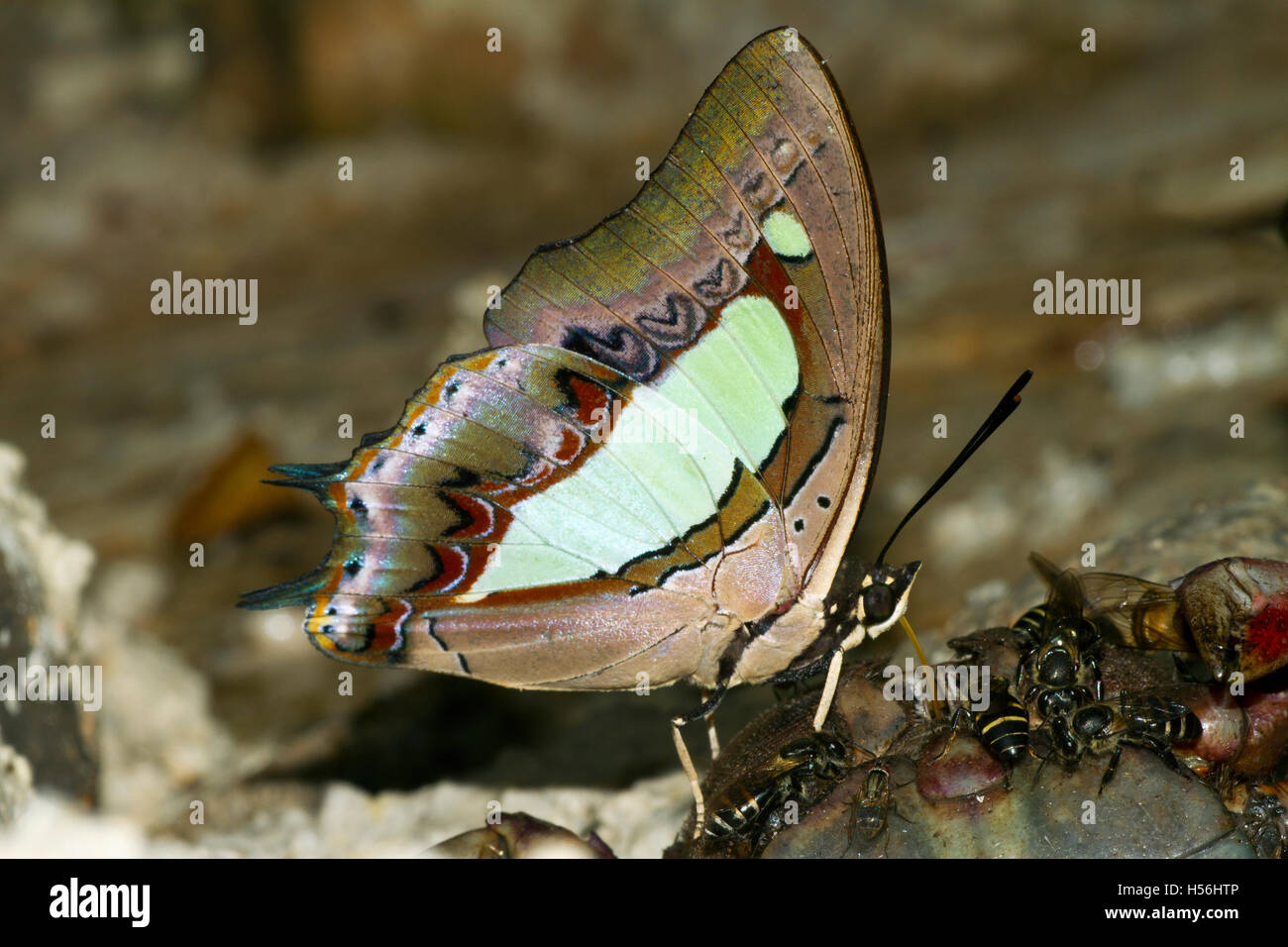 Common nawab (Polyura Athamas), Kaeng Krachan National Park ...