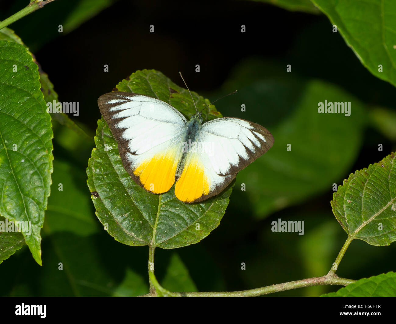 Orange Gull (Cepora aspasia), Kaeng Krachan National Park, Phetchaburi ...