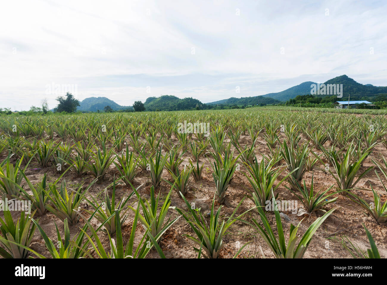 Pineapple (Ananas comosus), pineapple field, pineapple cultivation ...