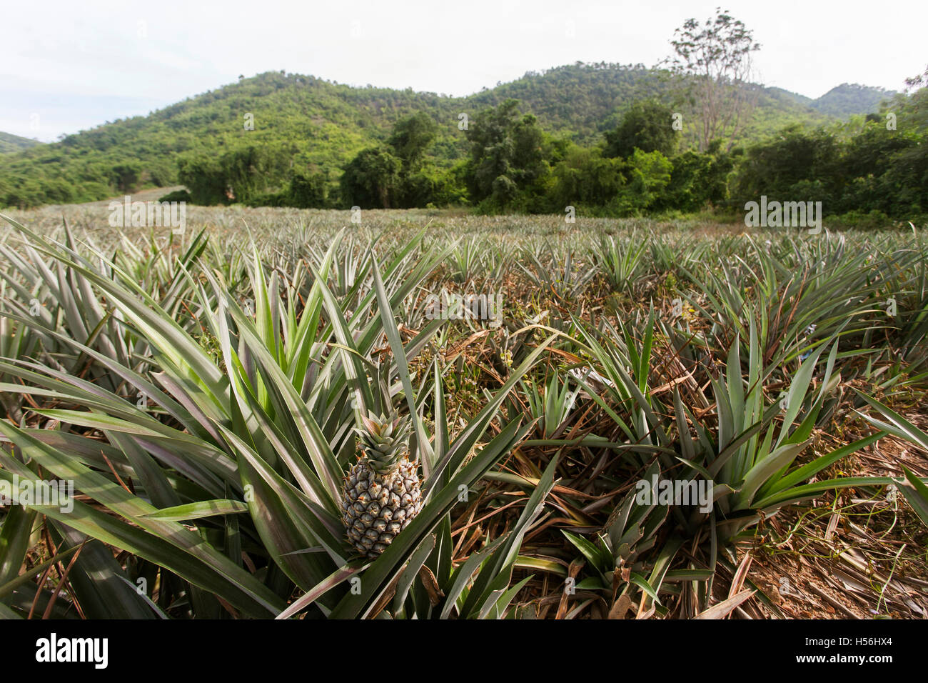 Pineapple (Ananas comosus), pineapple field, pineapple cultivation ...