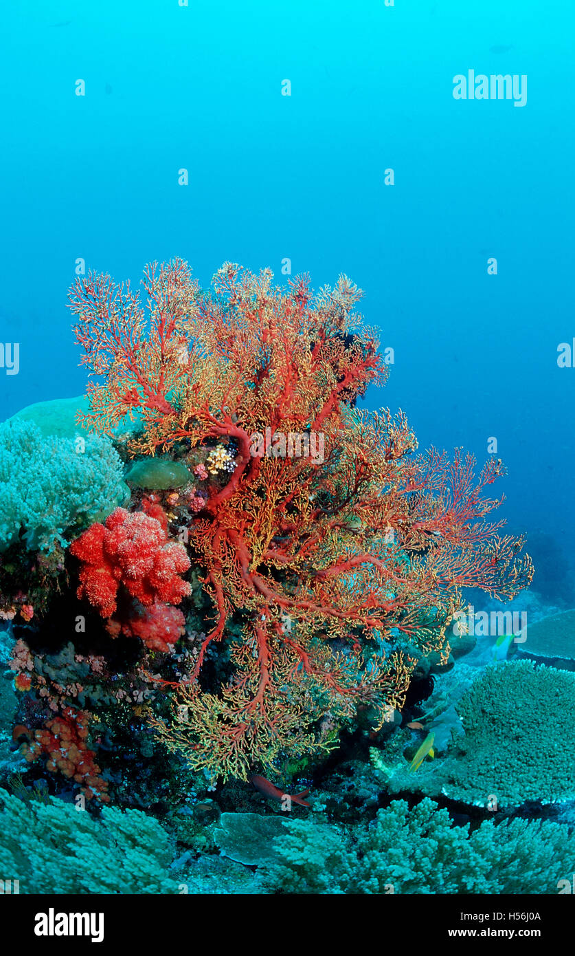 Coral reef, Komodo, Indian Ocean, Indonesia Stock Photo - Alamy