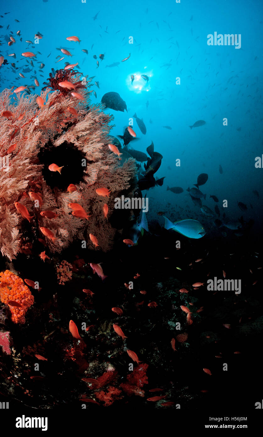 Fish at coral reef, Komodo, Indian Ocean, Indonesia Stock Photo - Alamy