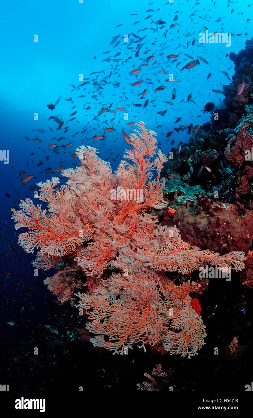 Sea Fan (Gorgonaria sp.) and Anthias (Anthiinae), Komodo, Indian Ocean ...