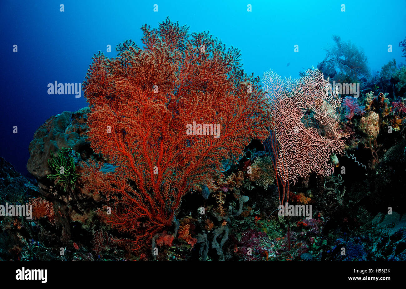 Coral reef with Sea Fan (Gorgonaria sp.), Komodo National Park, Indian ...