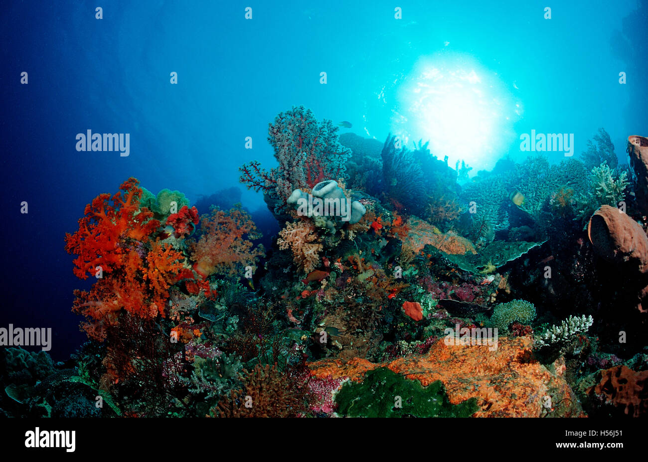 Colorful coral reef, Komodo National Park, Indian Ocean, Indonesia ...