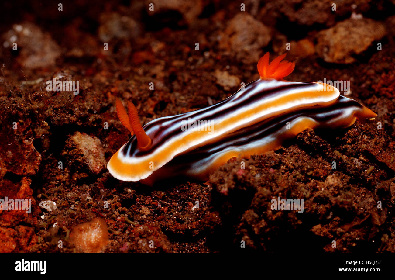 Sea Slug Chromodoris (Chromodoris magnifa), Bali, Indian Ocean ...
