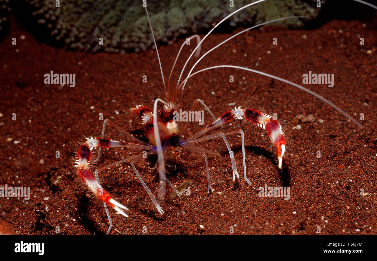 Banded Cleaner Shrimp (Stenopus hispidus), Bali, Indian Ocean ...
