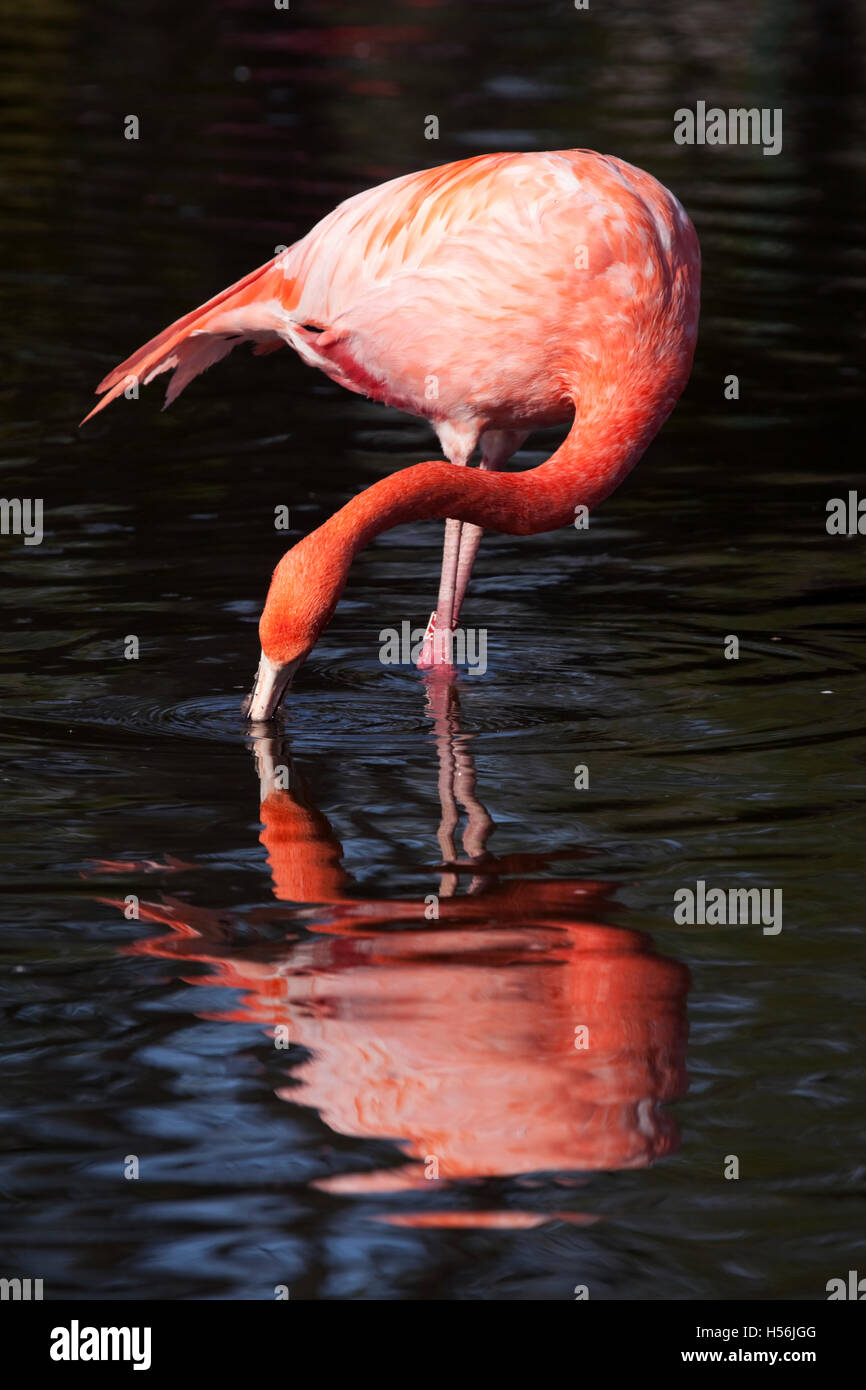 Flamingo phoenicopteriformes phoenicopteridae hi-res stock photography ...
