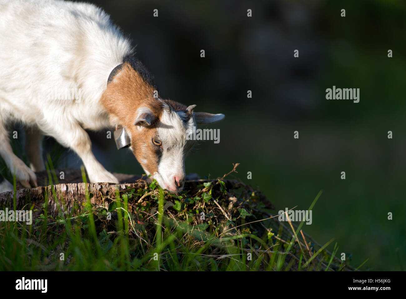 Small goat grazing Stock Photo - Alamy