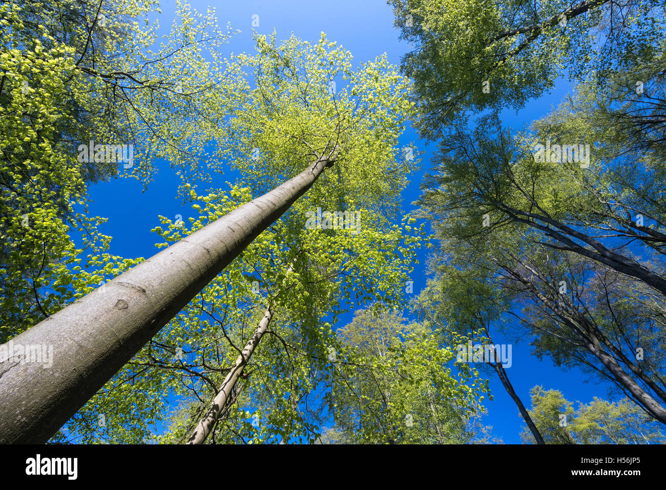 View of treetops from below hi-res stock photography and images - Alamy