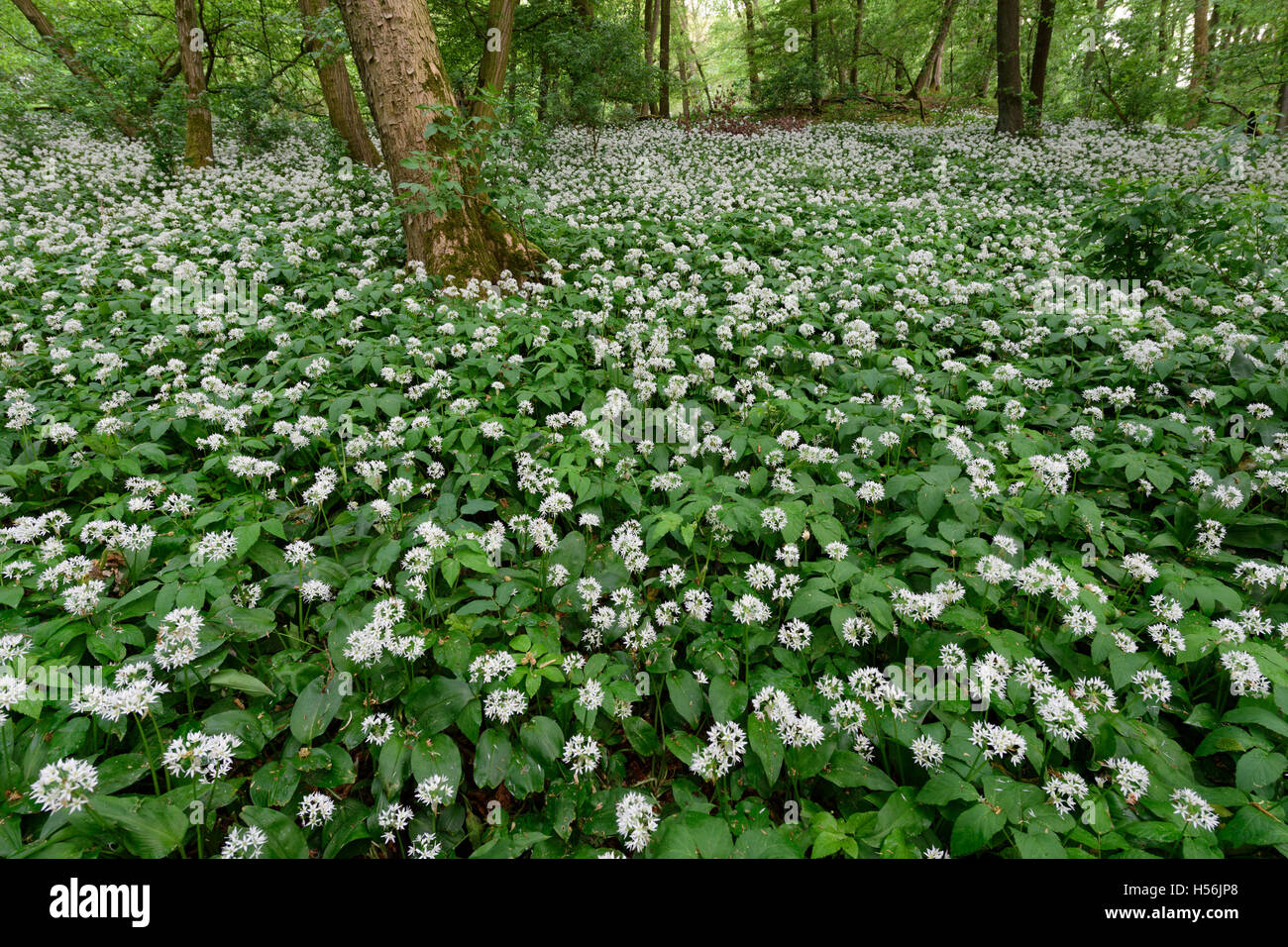 Wild garlic flower, flowering wild garlic (Allium ursinum), Odeneberg ...