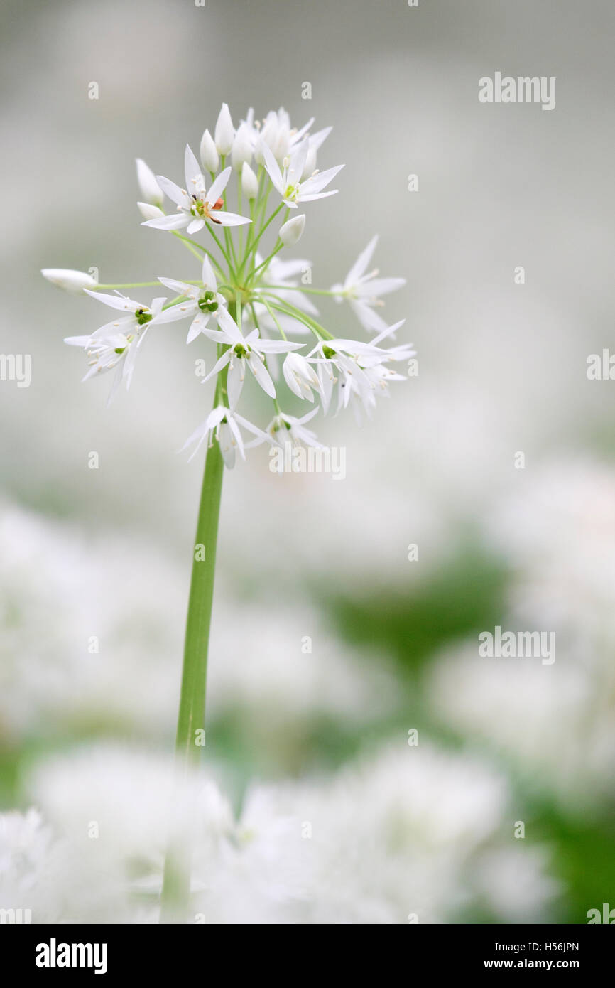 Blooming wild garlic (Allium ursinum), Odeneberg, Gudensberg, Hesse ...