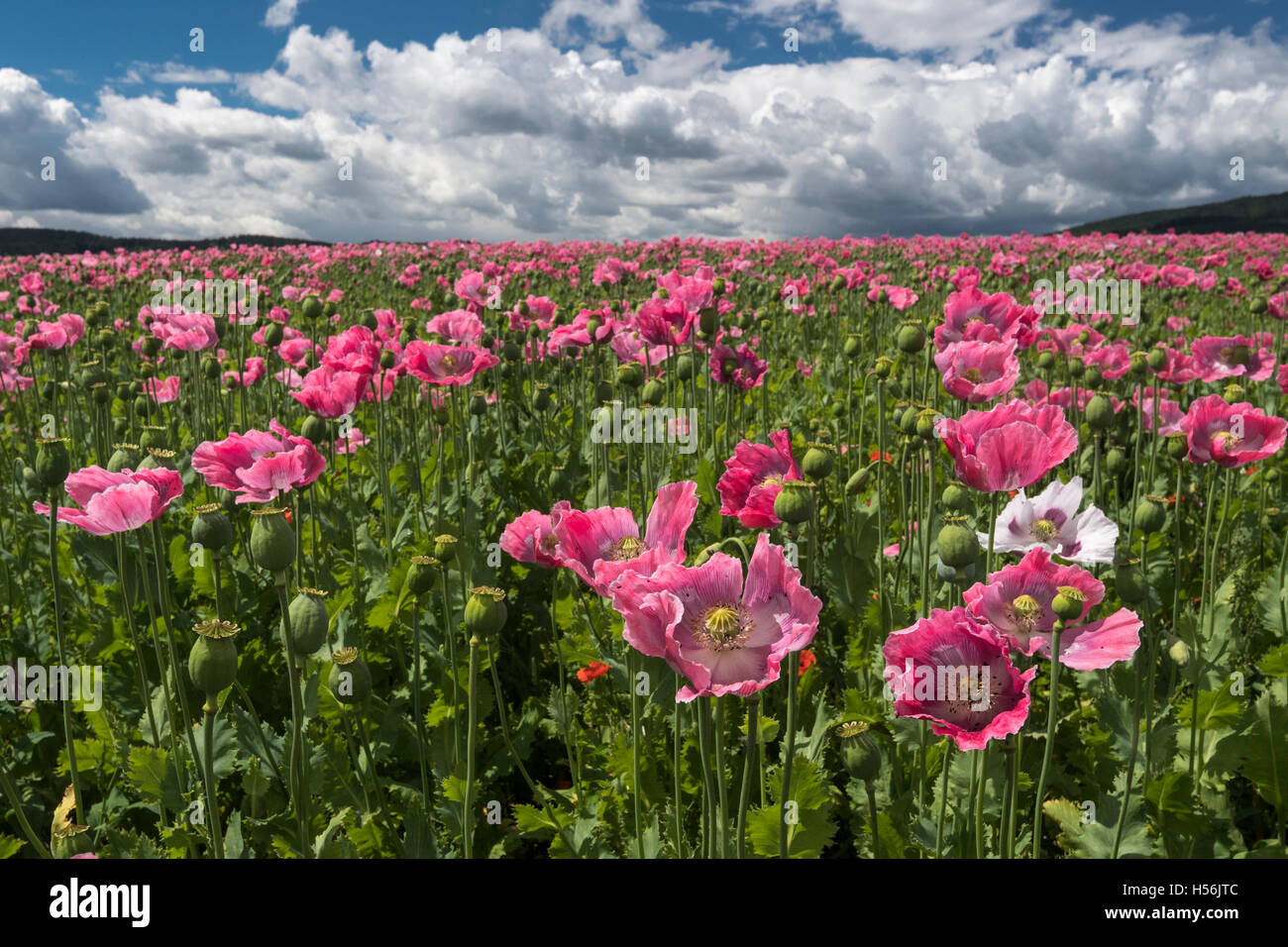 Papaver Somniferum Field