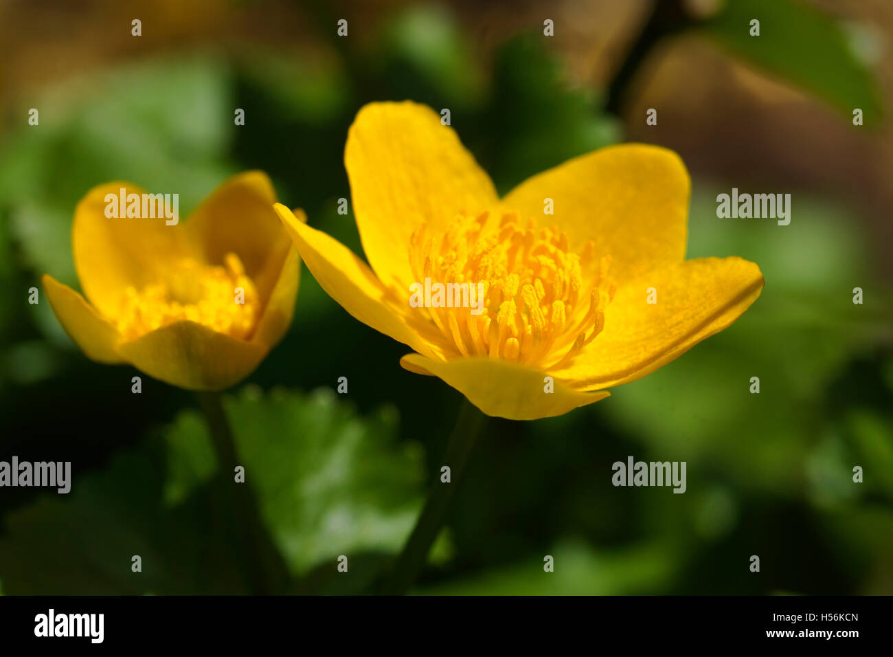 Blooming marsh marigold (Caltha Stock Photo - Alamy