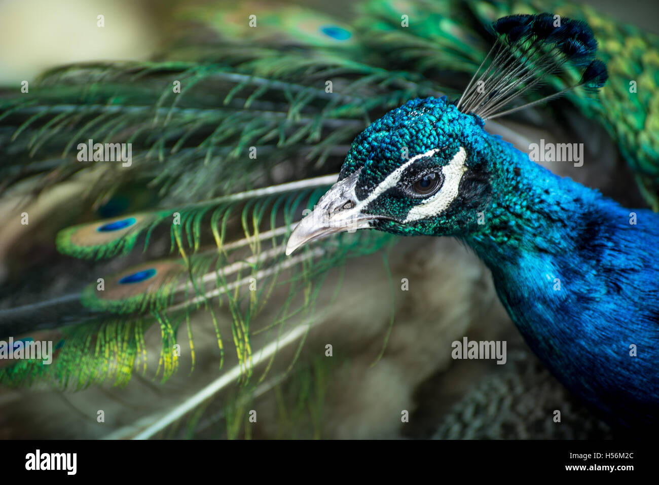 Portrait of Peacock Stock Photo - Alamy