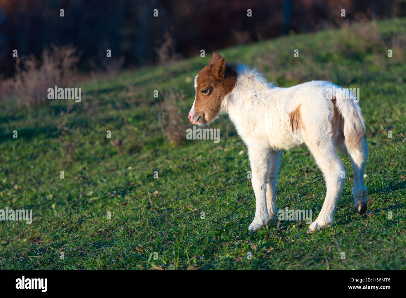 pony puppy alone Stock Photo - Alamy