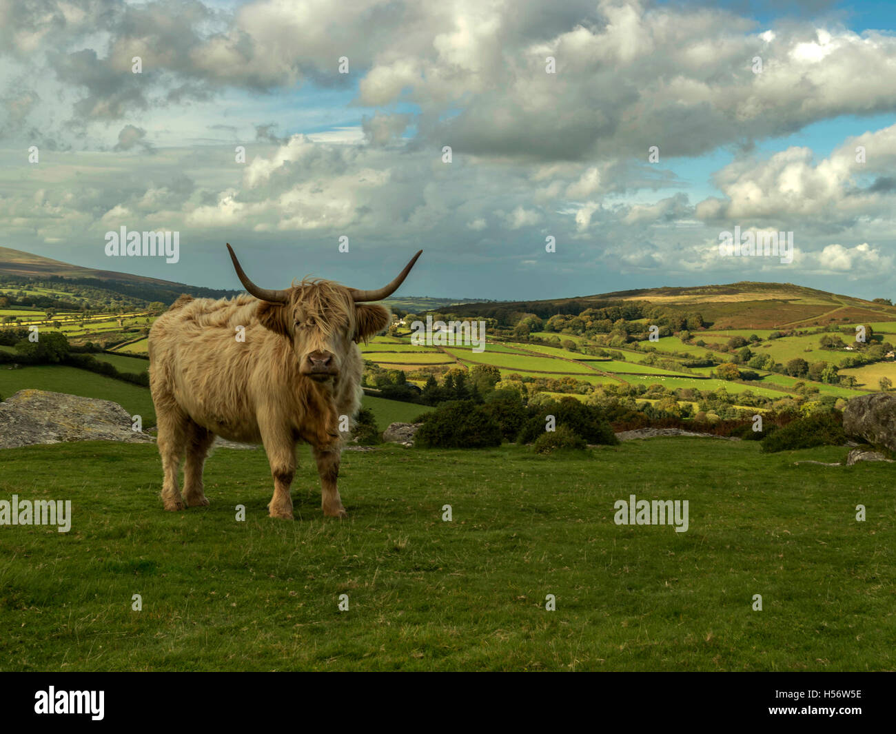 Highland cattle chewing on grass hi-res stock photography and images ...