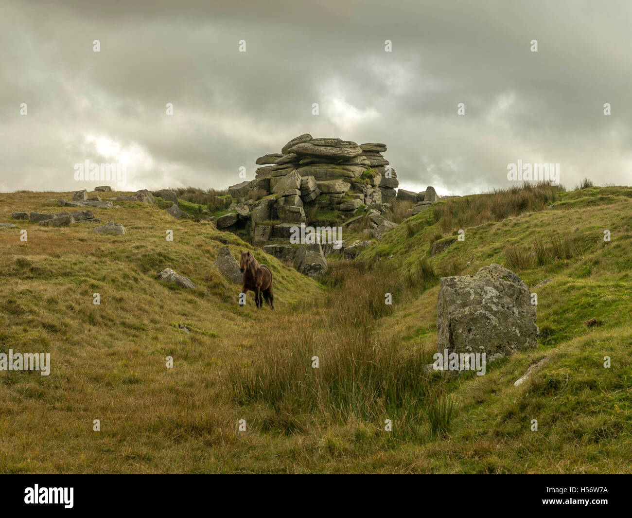 Single Brown Dartmoor Pony appears from a gully near Rundlestone ...