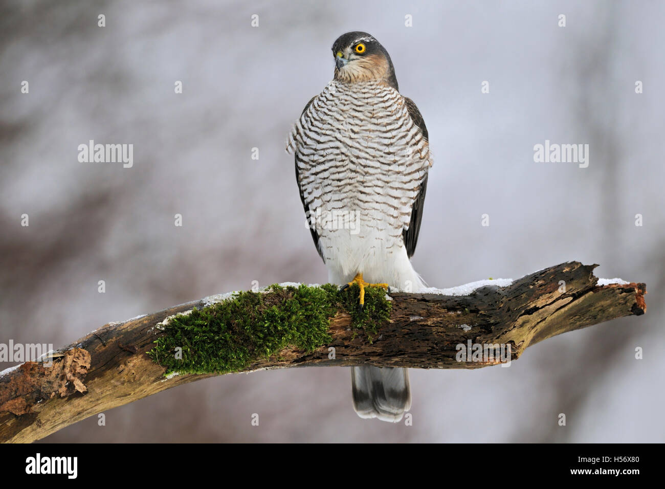 Sparrowhawk / Sperber ( Accipiter nisus ), female in winter, perched on ...