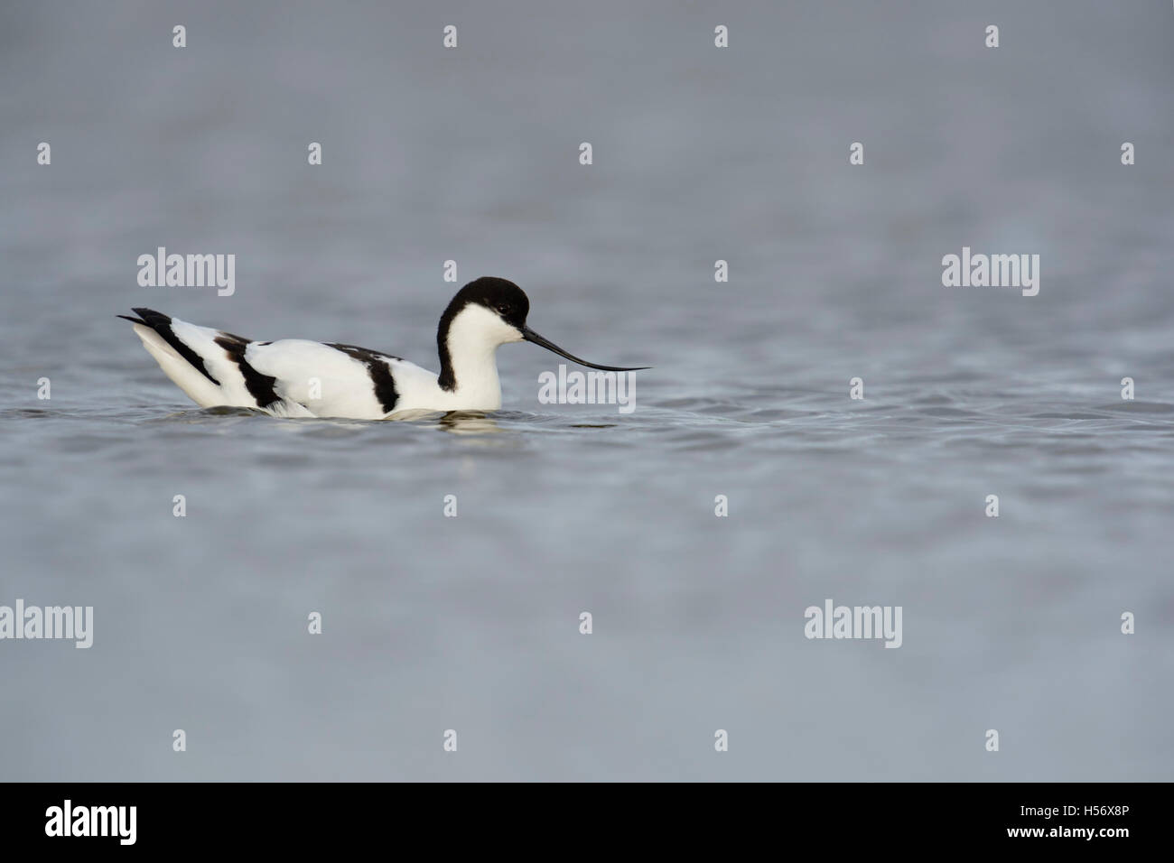 Pied Avocet / Saebelschnaebler ( Recurvirostra avosetta ), swimming in ...