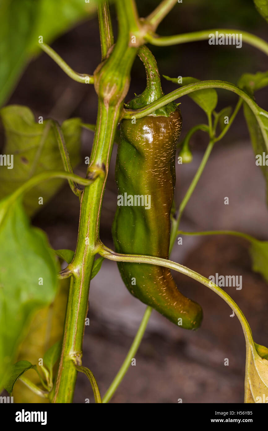 Green pepper grows on a bush Stock Photo - Alamy