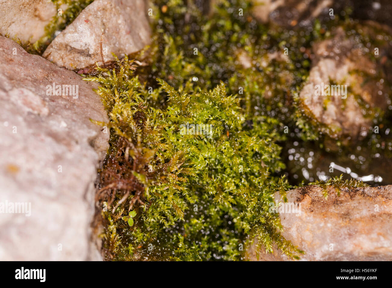 stones covered with moss Stock Photo - Alamy