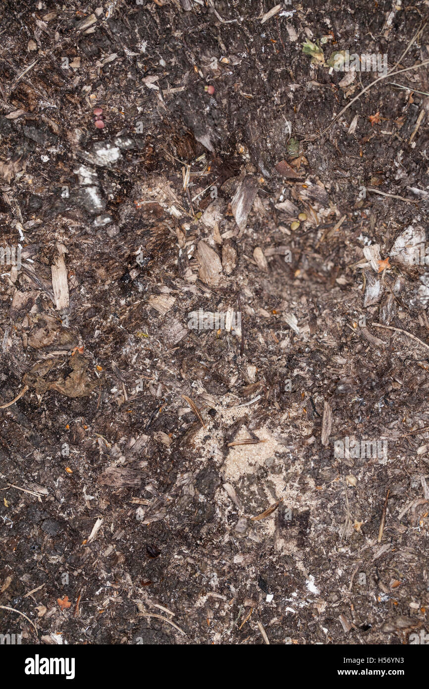 Notched old rotten trunk Stock Photo - Alamy