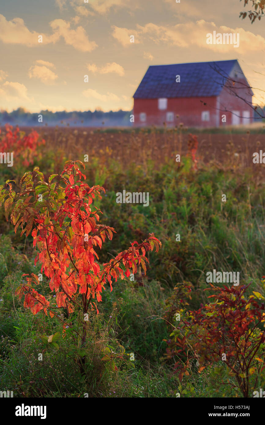 Brilliant fall foliage of a small pin cherry tree with a barn and ...