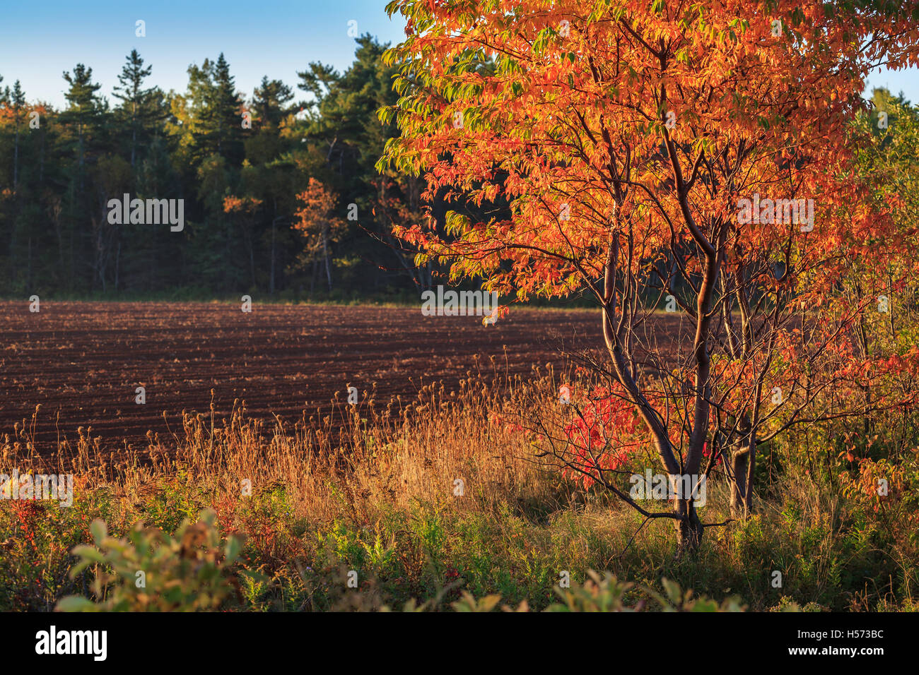 Field fall foliage hi-res stock photography and images - Alamy