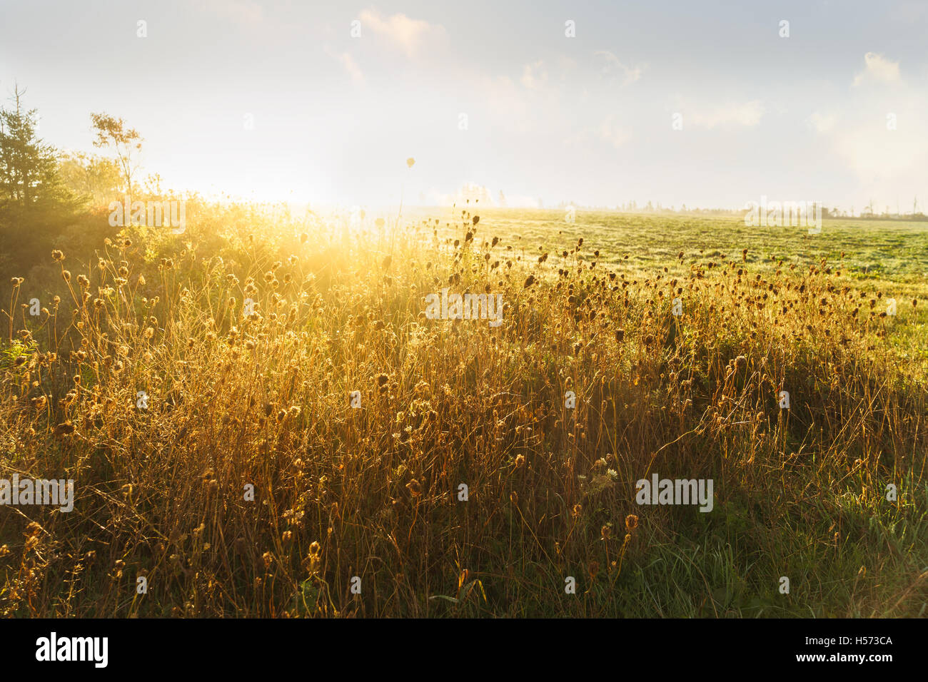 Field edges hi-res stock photography and images - Alamy
