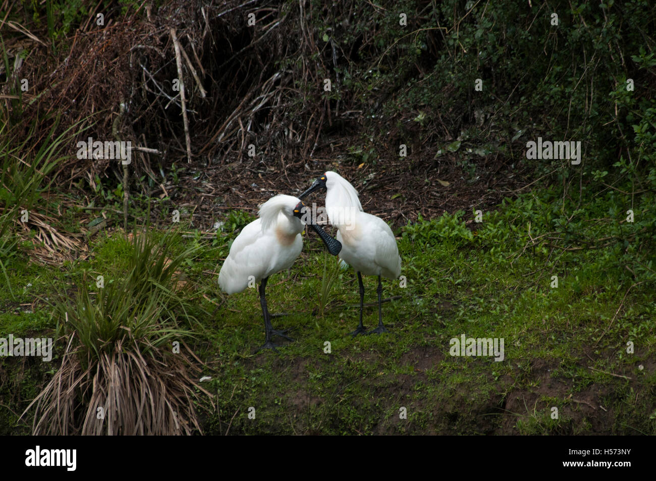 Mating behavior of Royal Spoonbills nesting at the mouth of ...