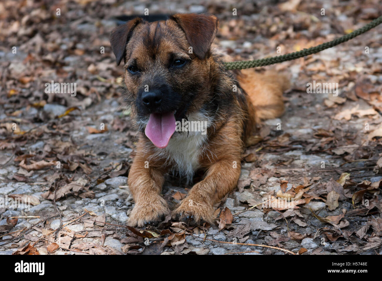 border terrier cross dog lying in leaves Stock Photo - Alamy