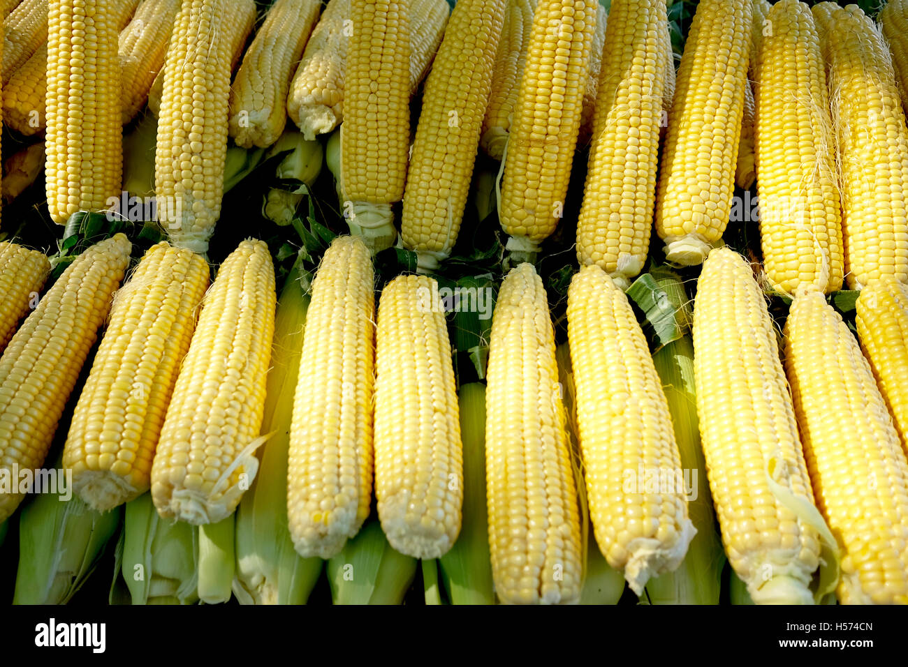 Corncobs for sale at local market Stock Photo - Alamy
