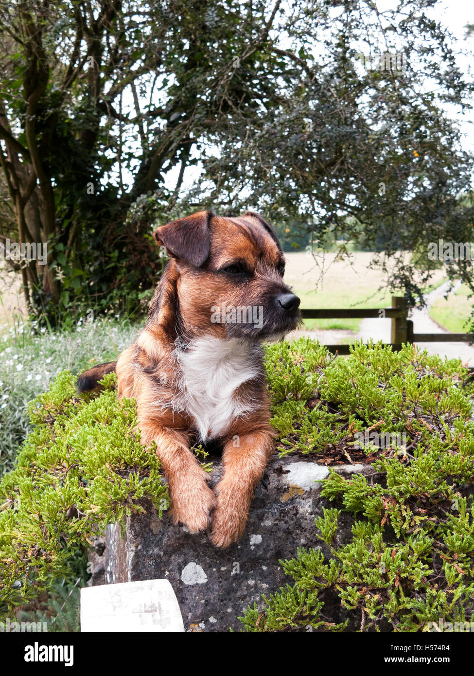 border terrier cross dog lying on wall Stock Photo - Alamy