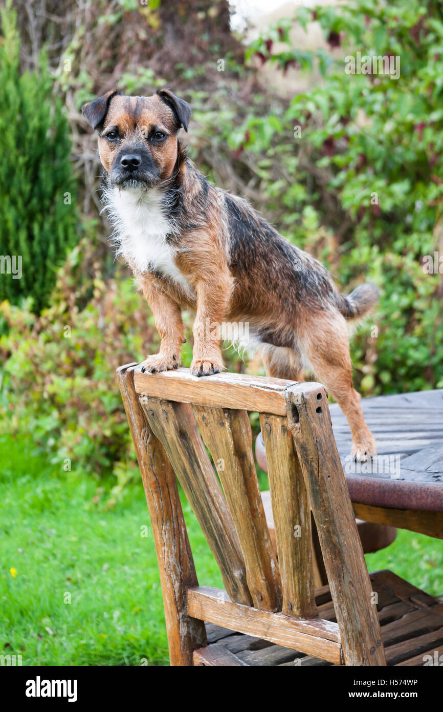 border terrier cross dog balancing on chair back Stock Photo - Alamy